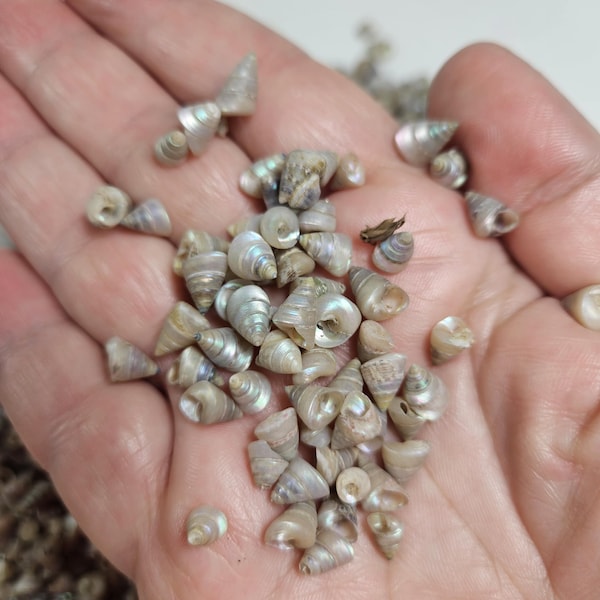 Trochus Shell - Etsy