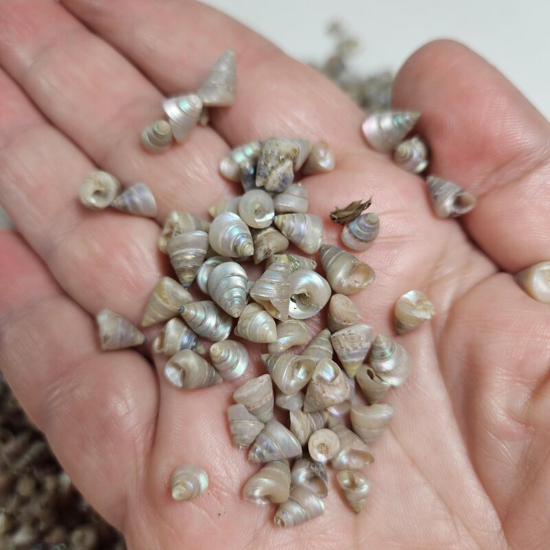 Trochus Shell - Etsy