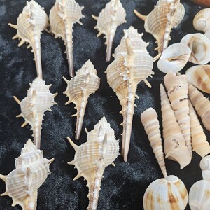 72 Piece Indian Ocean Shells // Region of Singapore, Indonesia ...