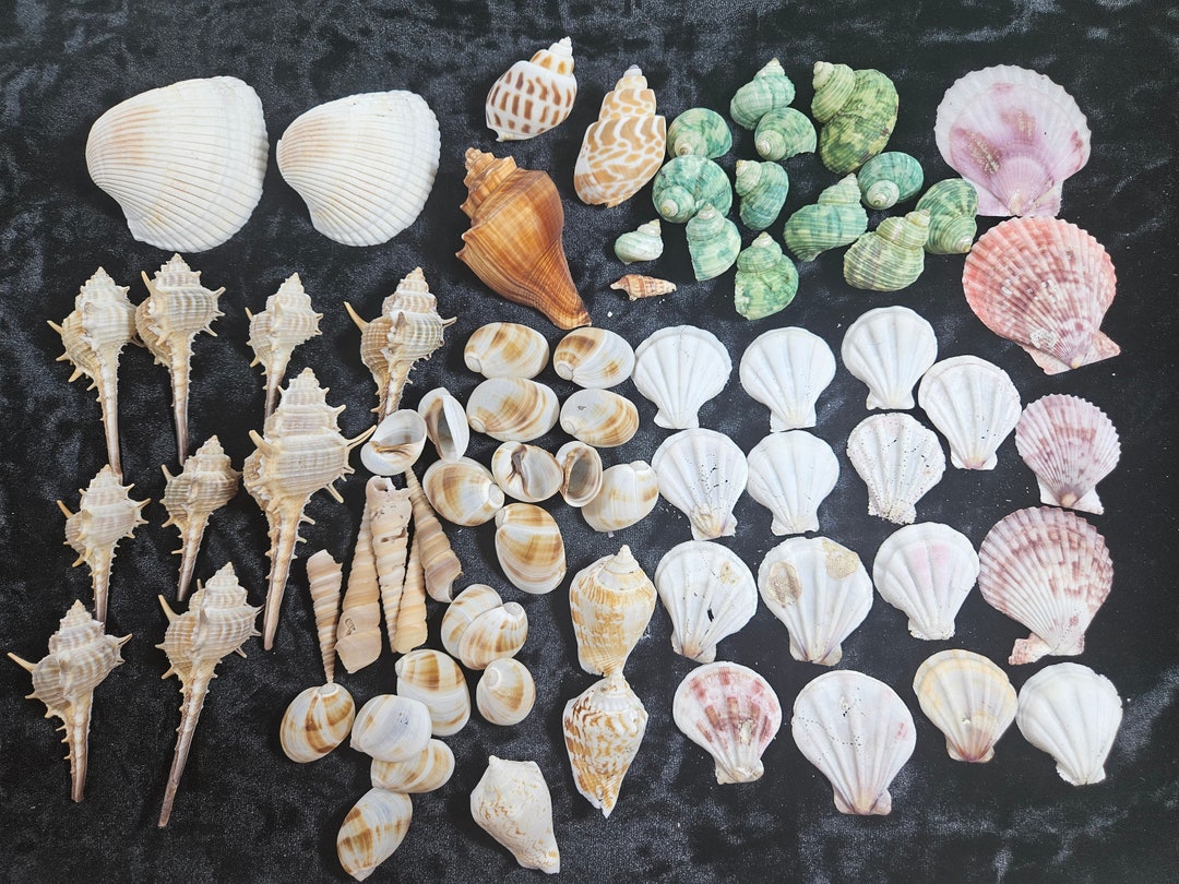 72 Piece Indian Ocean Shells // Region of Singapore, Indonesia ...