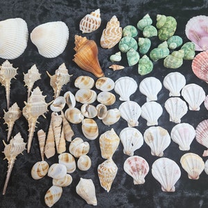 72 Piece Indian Ocean Shells // Region of Singapore, Indonesia ...