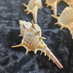 72 Piece Indian Ocean Shells // Region of Singapore, Indonesia ...