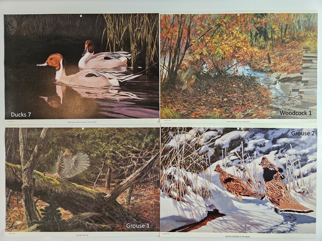 Vtg Wildlife Painting Print for Framing, 10 X 14 Inches // Tom Beecham ...