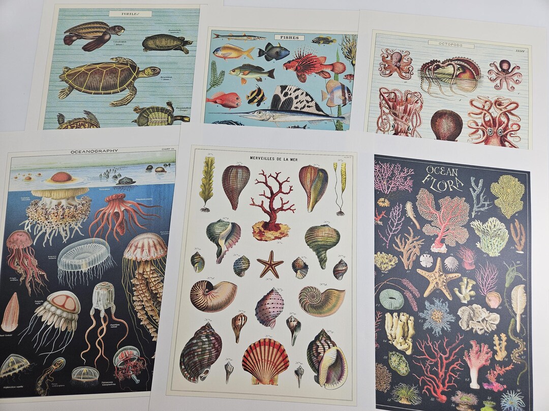 Beautiful Sea Life Posters for Choice, Reproduction Antique // Each ...