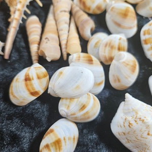 72 Piece Indian Ocean Shells // Region of Singapore, Indonesia ...