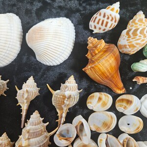 72 Piece Indian Ocean Shells // Region of Singapore, Indonesia ...