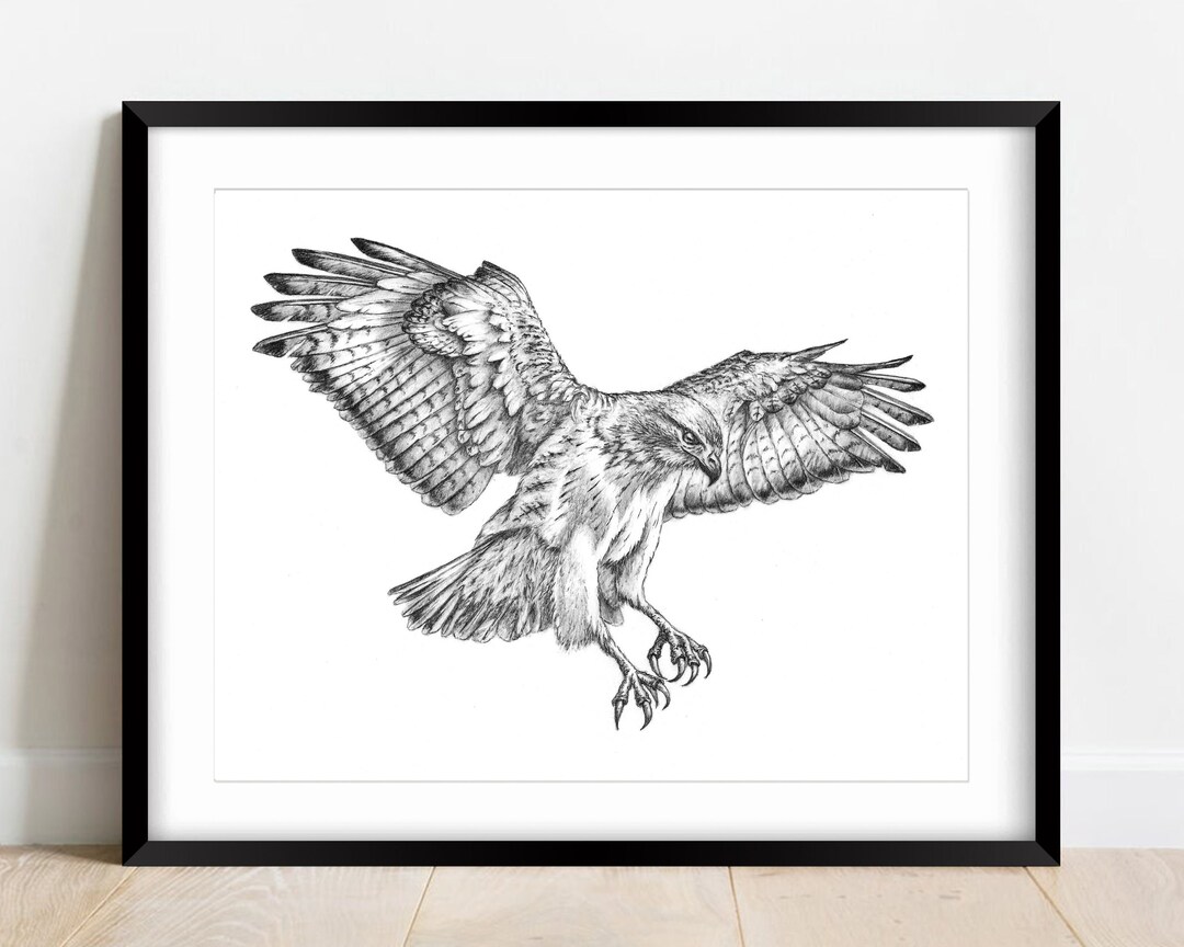Hawk Art Print,wildlife Art Print,bird Print,black and White Print - Etsy