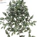 30 Variegated Green Salal Leaf Spray, Tall Greenery Stems, Artificial ...