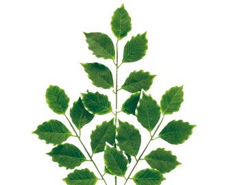 30" Variegated Green Salal Leaf Spray, Tall Greenery Stems, Artificial ...
