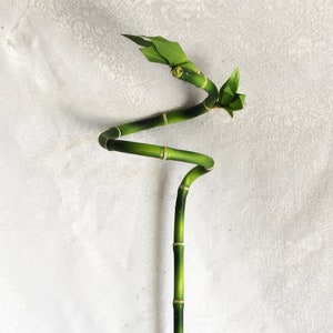 Faux Lucky Bamboo Stems Curly Bamboo Plant Artificial Fake - Etsy