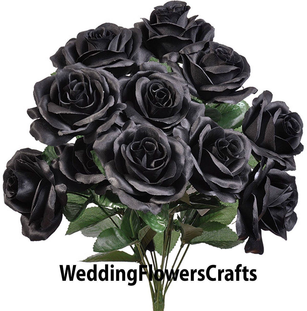 Black Rose Bush Plant