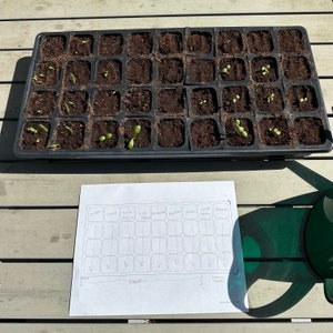 Seed Tray Map | Garden Planning | Printable | Seed Flat Cell Map ...