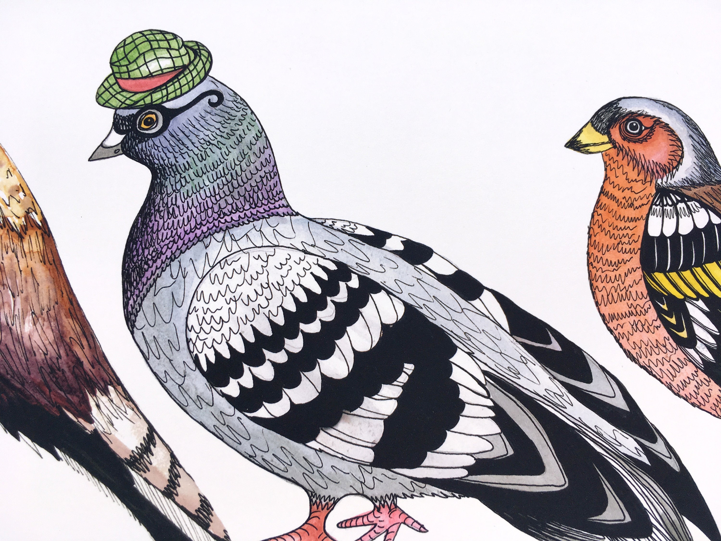 Illustrated Pigeon and Quirky Pheasant Bird Art Print - Etsy