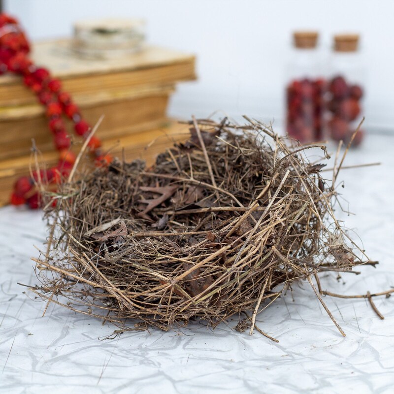 Real Birds Nest - Etsy