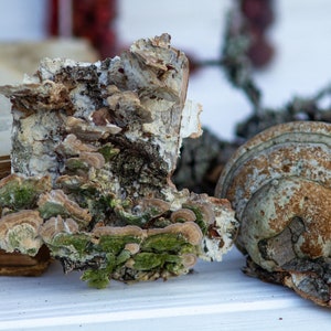 Large Box of Forest Finds Forest Decorations Forest Decoration Box ...