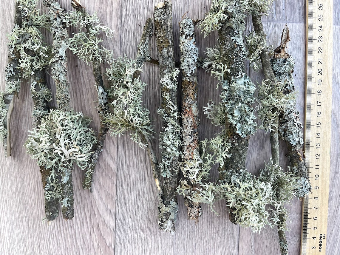 Gray Lichen Twigs 10 Pcs, Branch With Moss 10 Pieces Terrarium ...