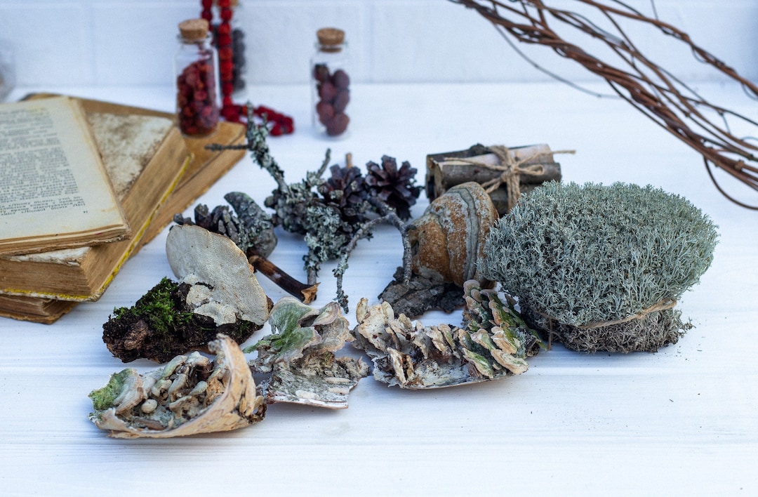 Large Box of Forest Finds Forest Decorations Forest Decoration Box ...