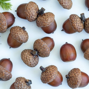 Large Natural Dried Acorns Dried Acorns With Caps, Christmas Decor, Dly ...