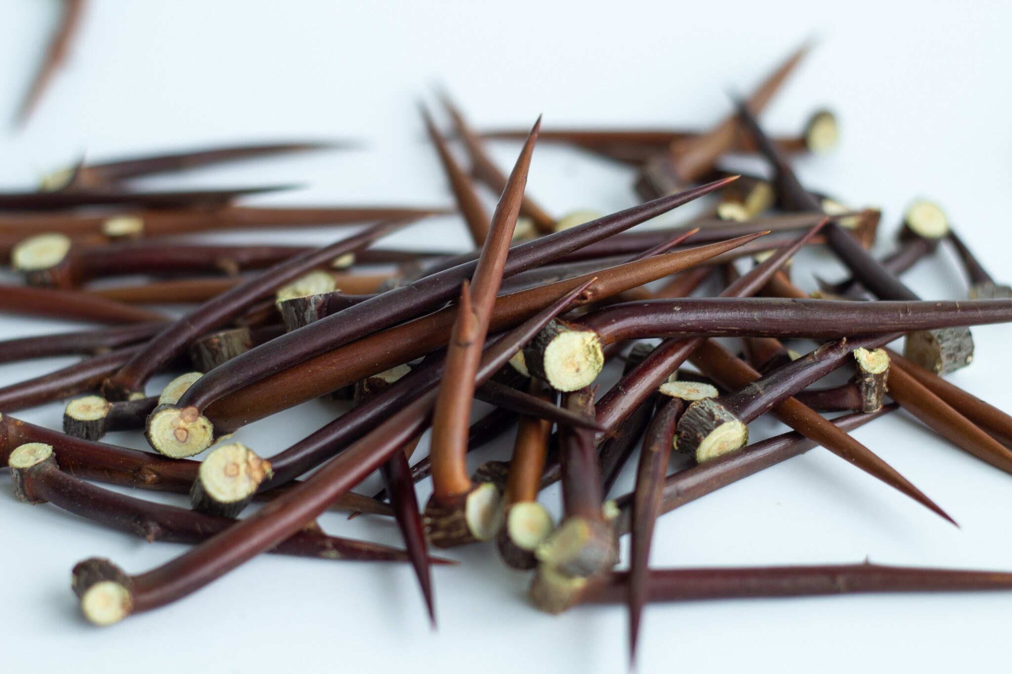 Dried Acacia Thorns Set of 12/20/40 Thorn Acacia Honey Locust Twigs ...