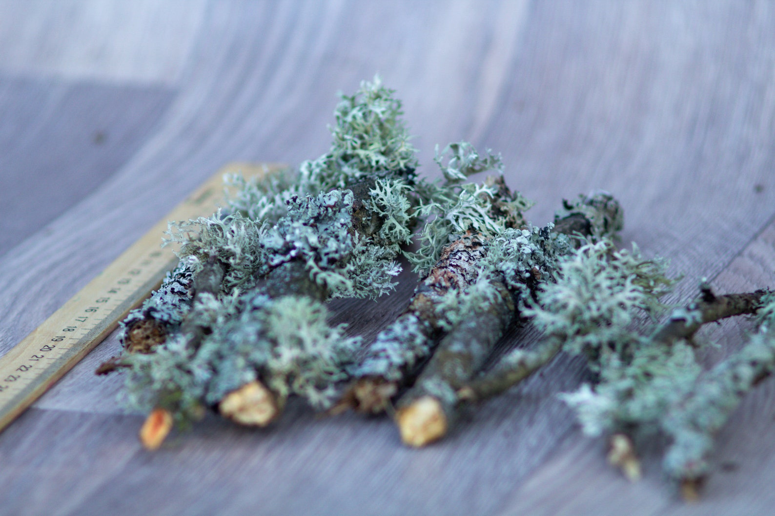 Gray Lichen Twigs 10 Pcs, Branch With Moss 10 Pieces Terrarium ...