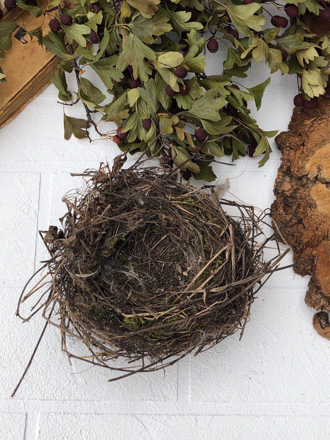 Authentic Bird Nest, Real Bird's Nests Natural Findings Natural Décor ...