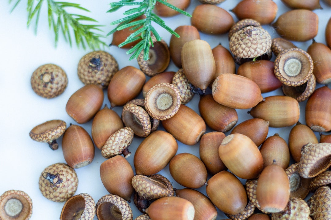 Dried Acorns With Caps, Christmas Decor, Natural Dried Acorns, Dly ...