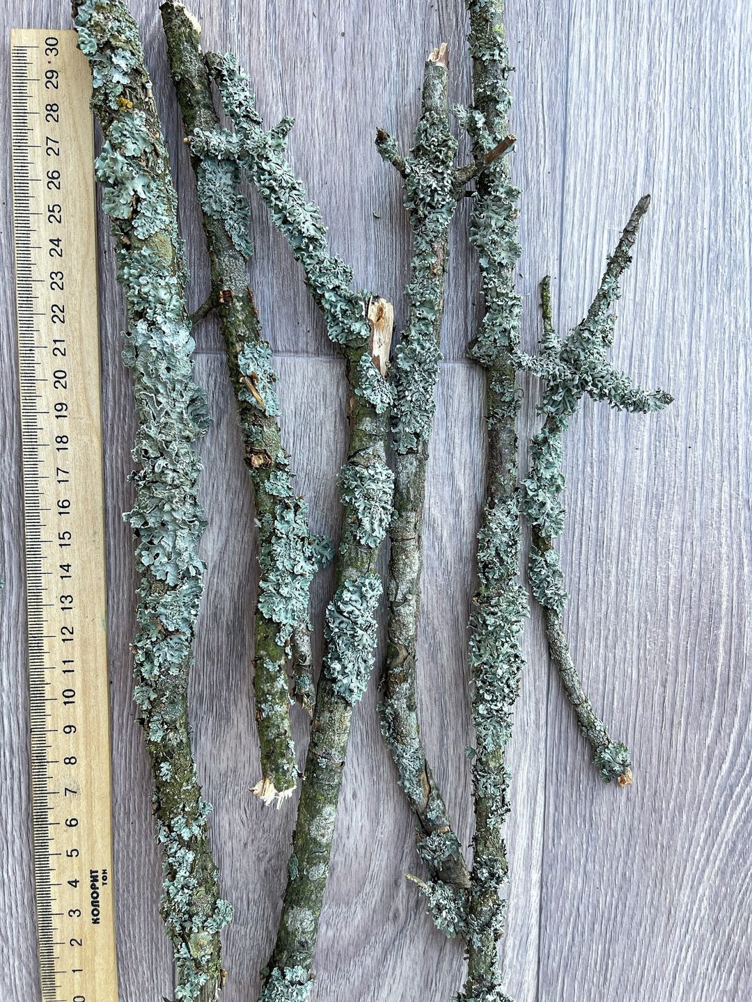 Gray Lichen Twigs (12 Pieces), Branch With Moss, Terrarium Decoration ...