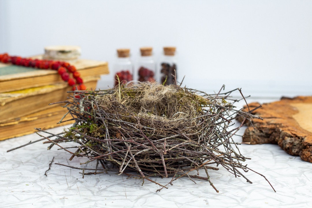 Authentic Bird Nest Real Bird's Nests Natural Findings - Etsy