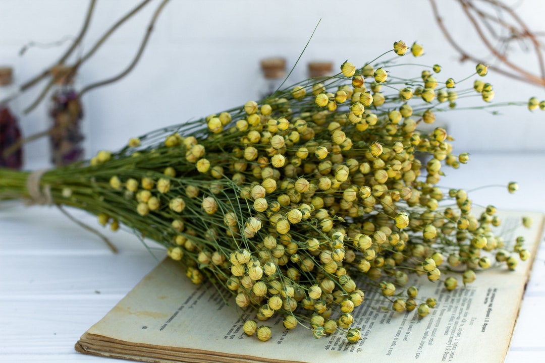 Flax Linum, Dried Linum Bunch, Dried Flax Fruits Bunch, Flax Fruits ...
