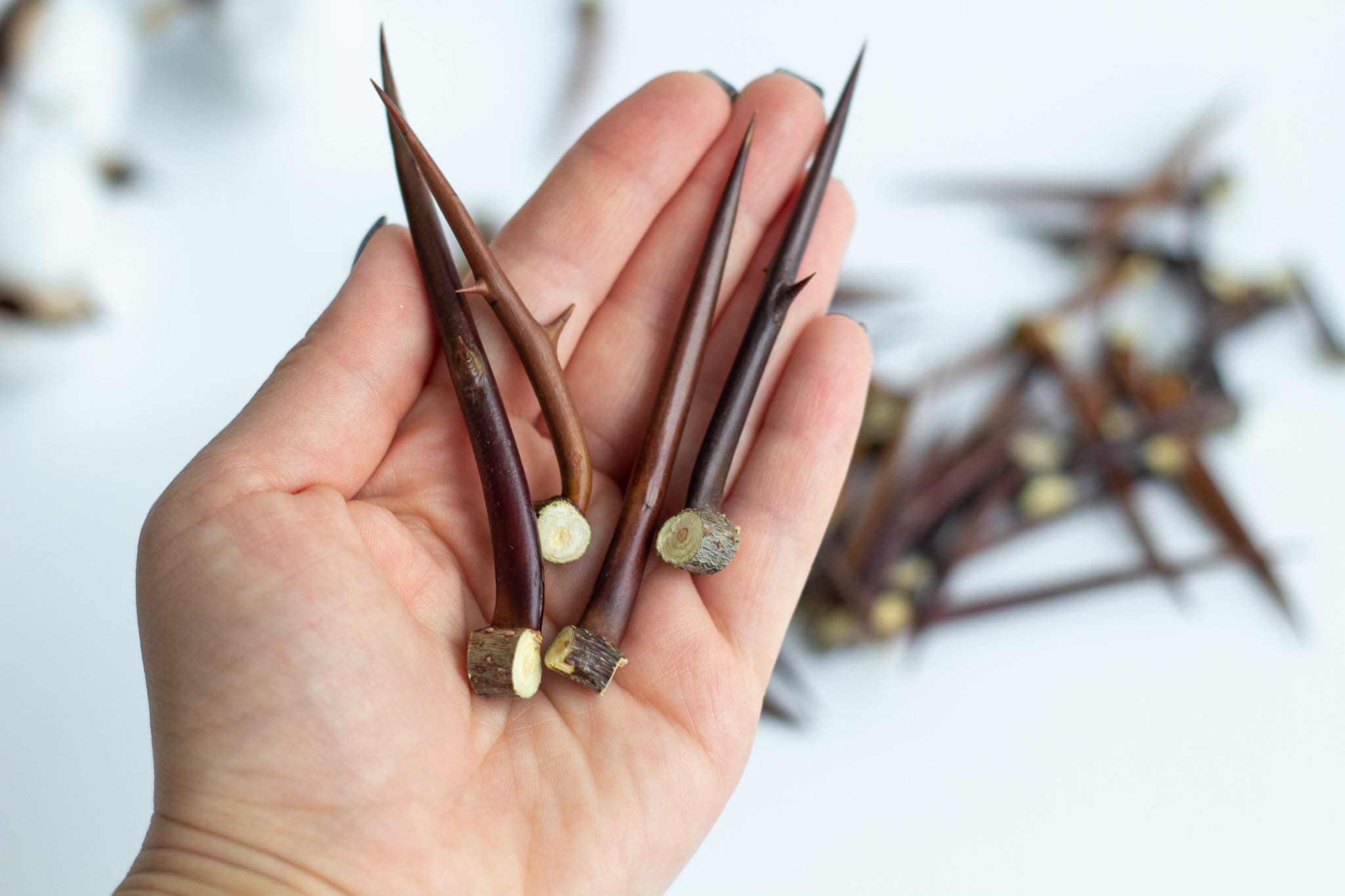 Dried Acacia Thorns Set of 12/20/40 Thorn Acacia Honey Locust Twigs ...
