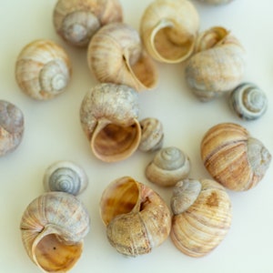Set of 16 Land Snail Shells Natural for Craft, Art, Sea Theme ...