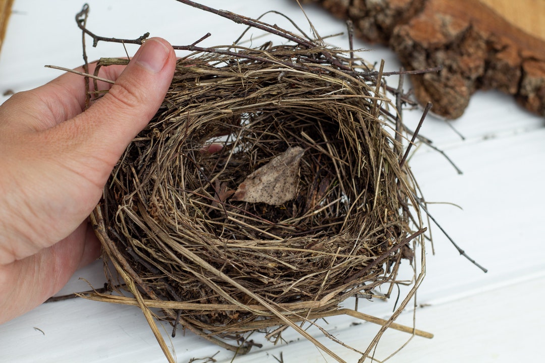Authentic Bird Nest, Real Bird's Nests Natural Findings Natural Décor ...
