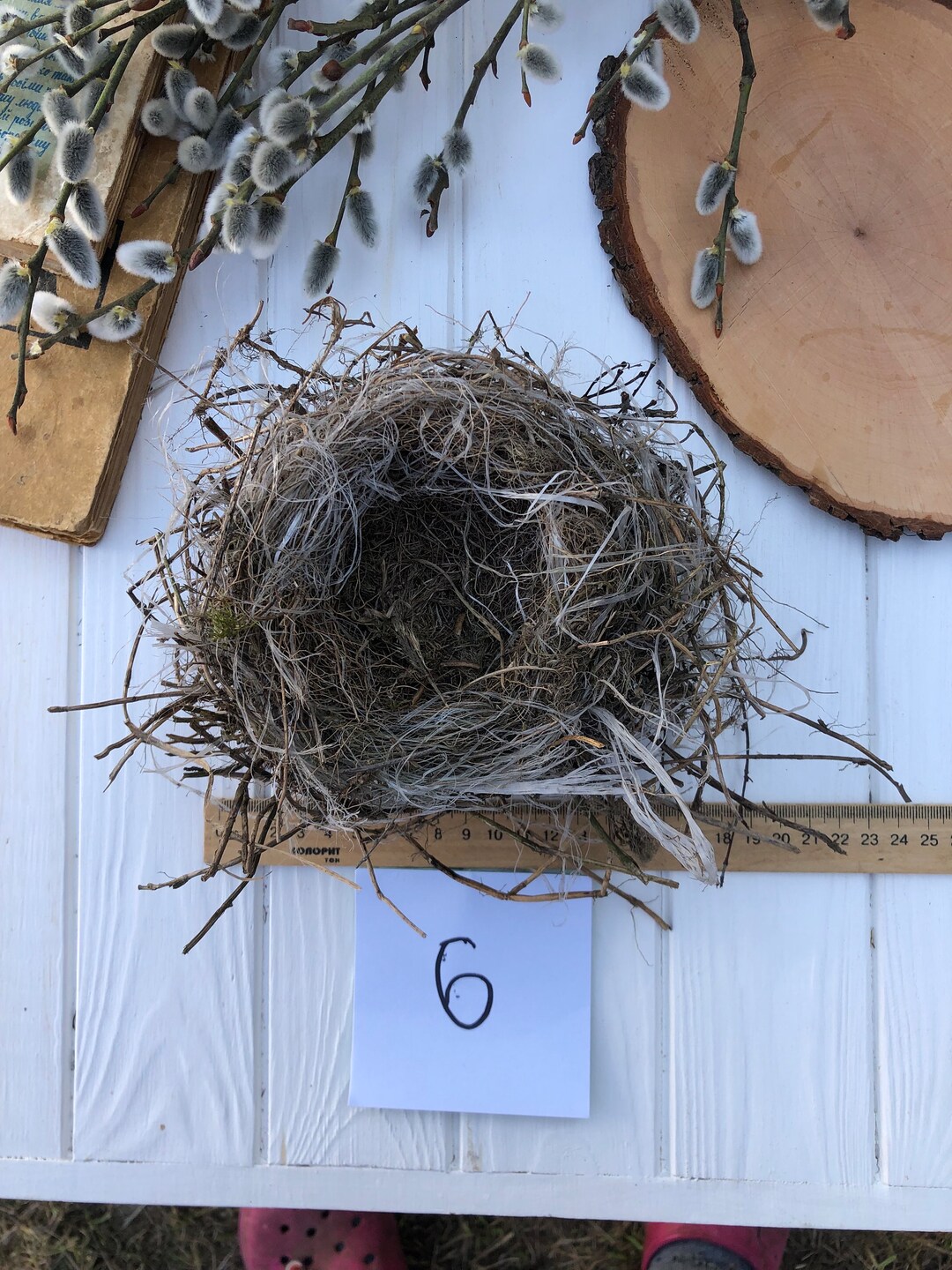Authentic Bird Nest, Real Bird's Nests Natural Findings Natural Décor ...