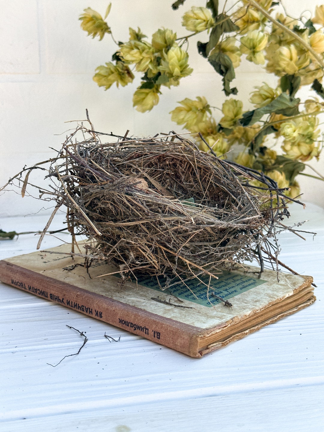 Authentic Bird Nest, Real Bird's Nests Natural Findings Natural Décor ...