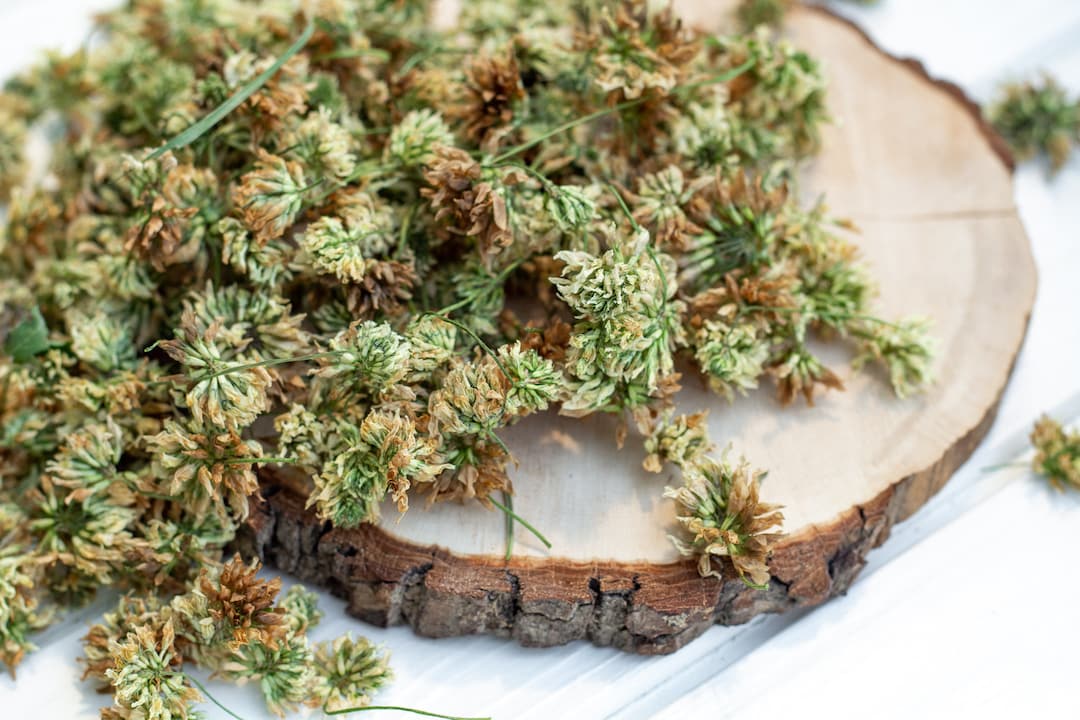 Organic White Clover Blossom | Wild Clover | Dried Flowers White Clover ...
