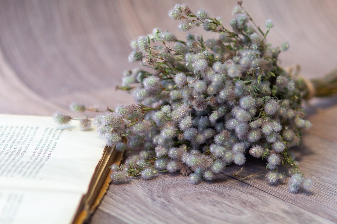 Field Clover Bouquet, Trifolium Arvense, Dried Branches, Dried Herbs ...