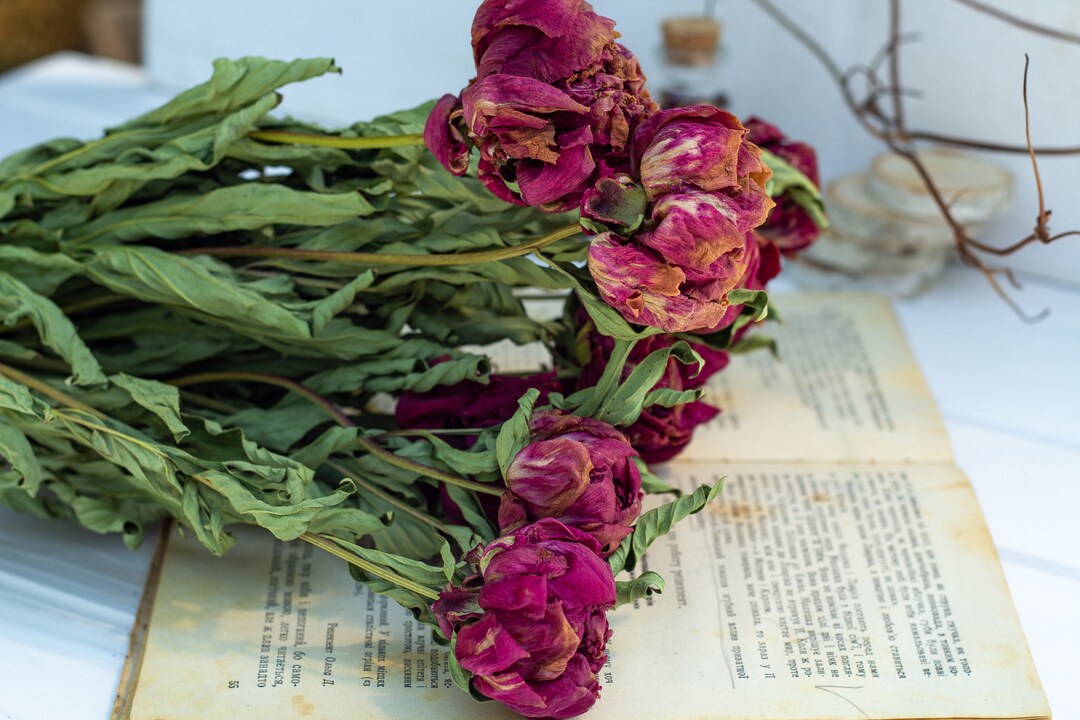 Dried Burgundy Peonies With Stems, Wedding Decoration, Dry Peonies ...
