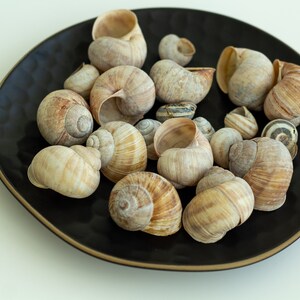 Set of 16 Land Snail Shells Natural for Craft, Art, Sea Theme ...