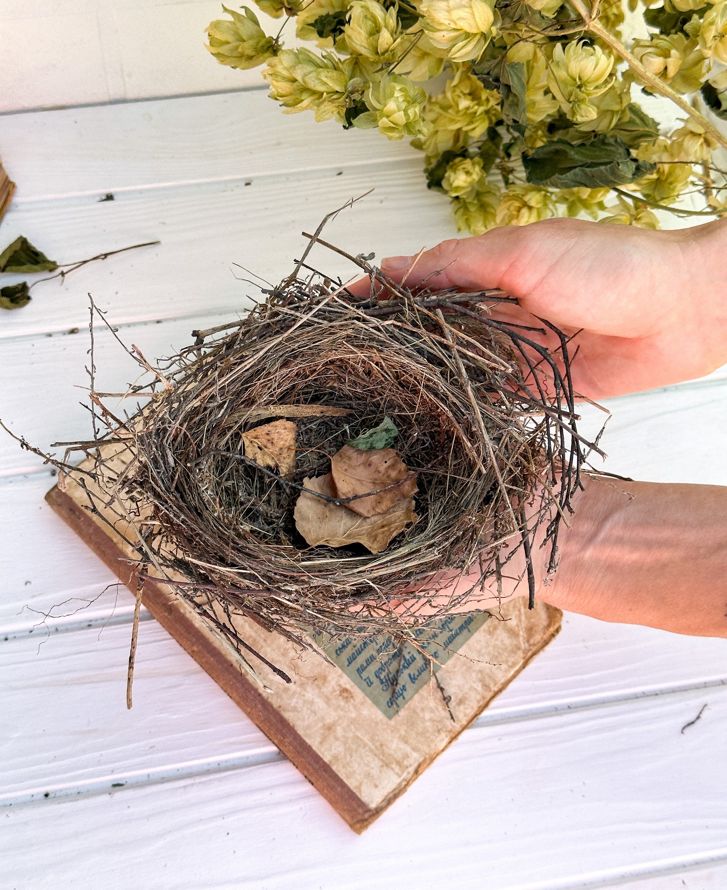 Authentic Bird Nest, Real Bird's Nests Natural Findings Natural Décor ...