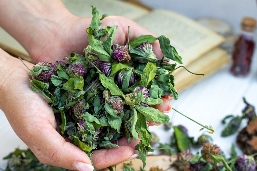 Organic Red Clover Blossom, Wild Clover Dried Flowers Red Clover ...