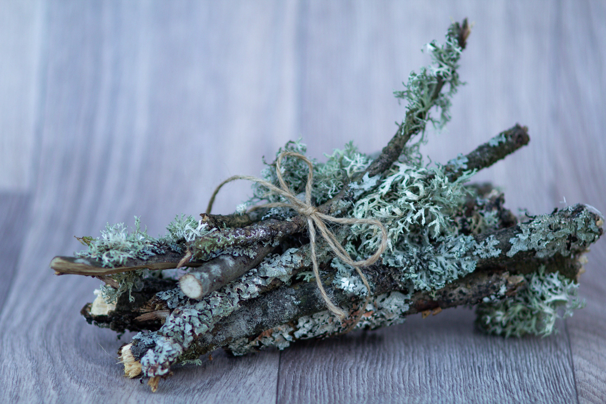 Gray Lichen Twigs 10 Pcs, Branch With Moss 10 Pieces Terrarium ...
