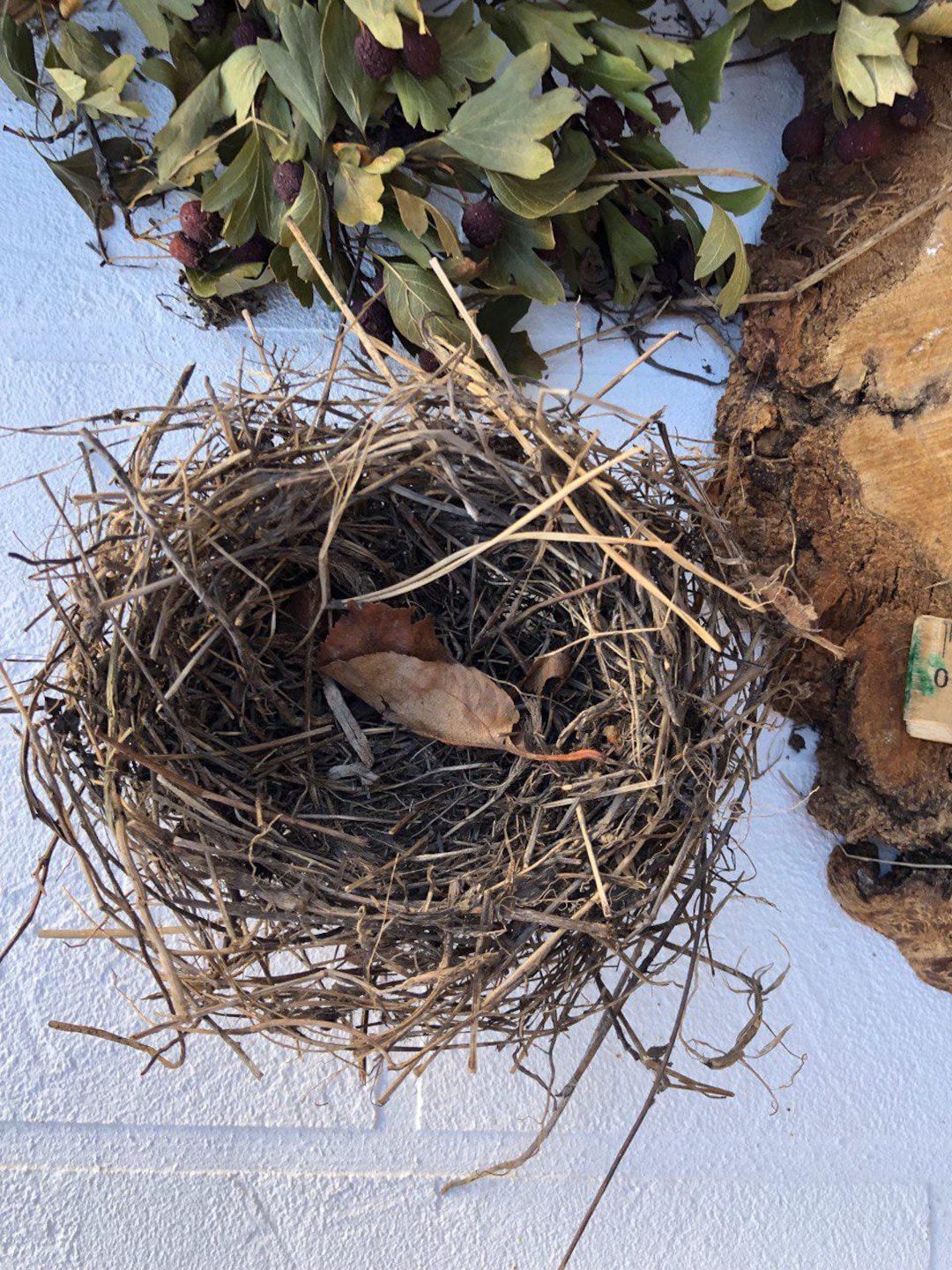 Authentic Bird Nest, Real Bird's Nests Natural Findings Natural Décor ...