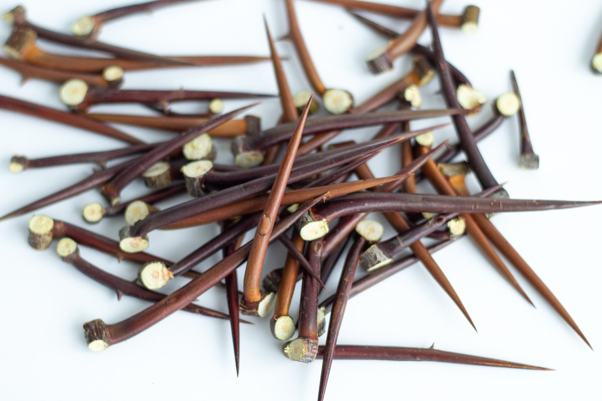 Dried Acacia Thorns Set of 12/20/40 Thorn Acacia Honey Locust Twigs ...