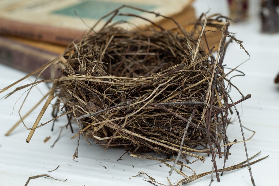 Authentic Bird Nest, Real Bird's Nests Natural Findings Natural Décor ...