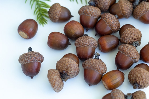 Types Of Acorns