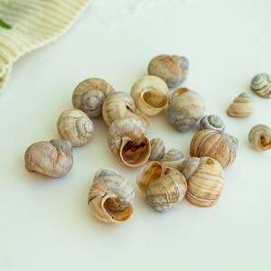 Set of 16 Land Snail Shells Natural for Craft, Art, Sea Theme ...
