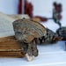 Large Box of Forest Finds Forest Decorations Forest Decoration Box ...