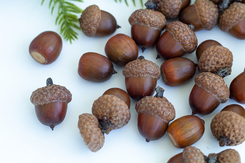 Large Natural Dried Acorns/ Set 50 Pcs/ Dried Acorns With Caps ...