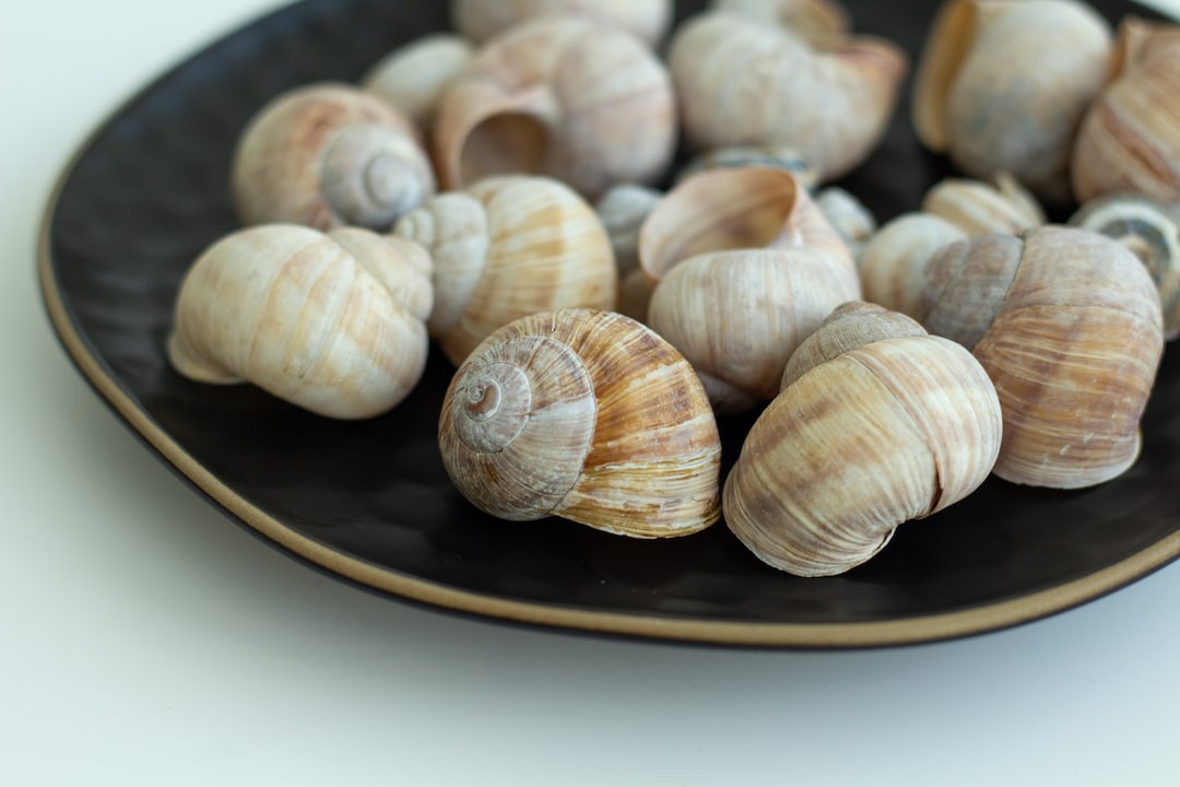 Set of 16 Land Snail Shells Natural for Craft, Art, Sea Theme ...