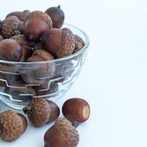 Large Natural Dried Acorns Dried Acorns With Caps, Christmas Decor, Dly ...